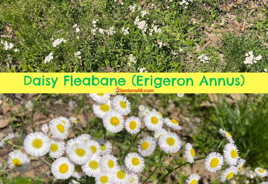 Daisy Fleabane Wildflower is an Edible & Beneficial Plant to Know ...