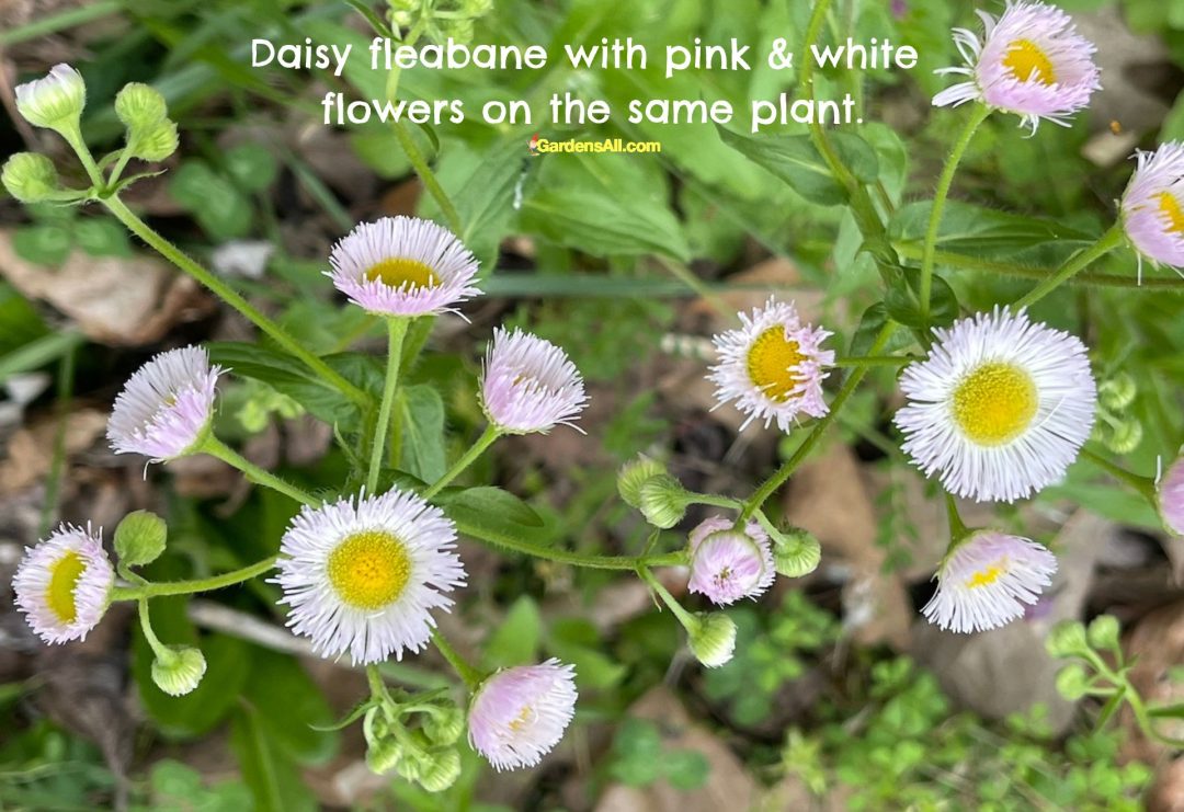 Daisy Fleabane Wildflower is an Edible & Beneficial Plant to Know ...