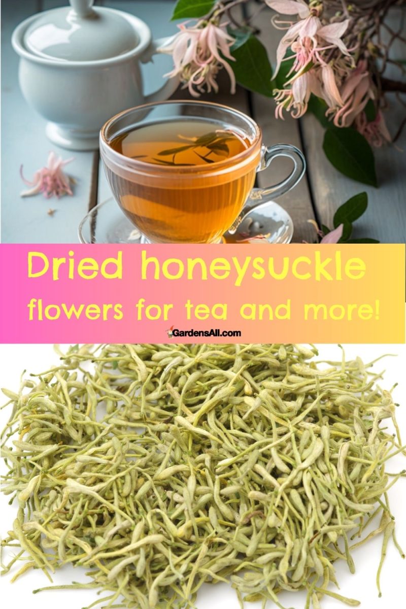 Honeysuckle Tea - Free Tea to Delight the Palate and More!