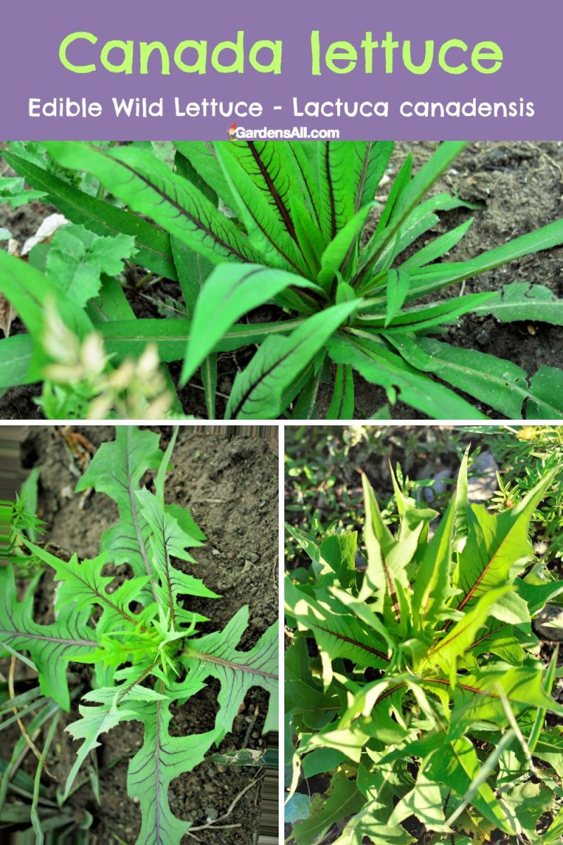 Some Edible Wild Lettuce Plants of North America - GardensAll