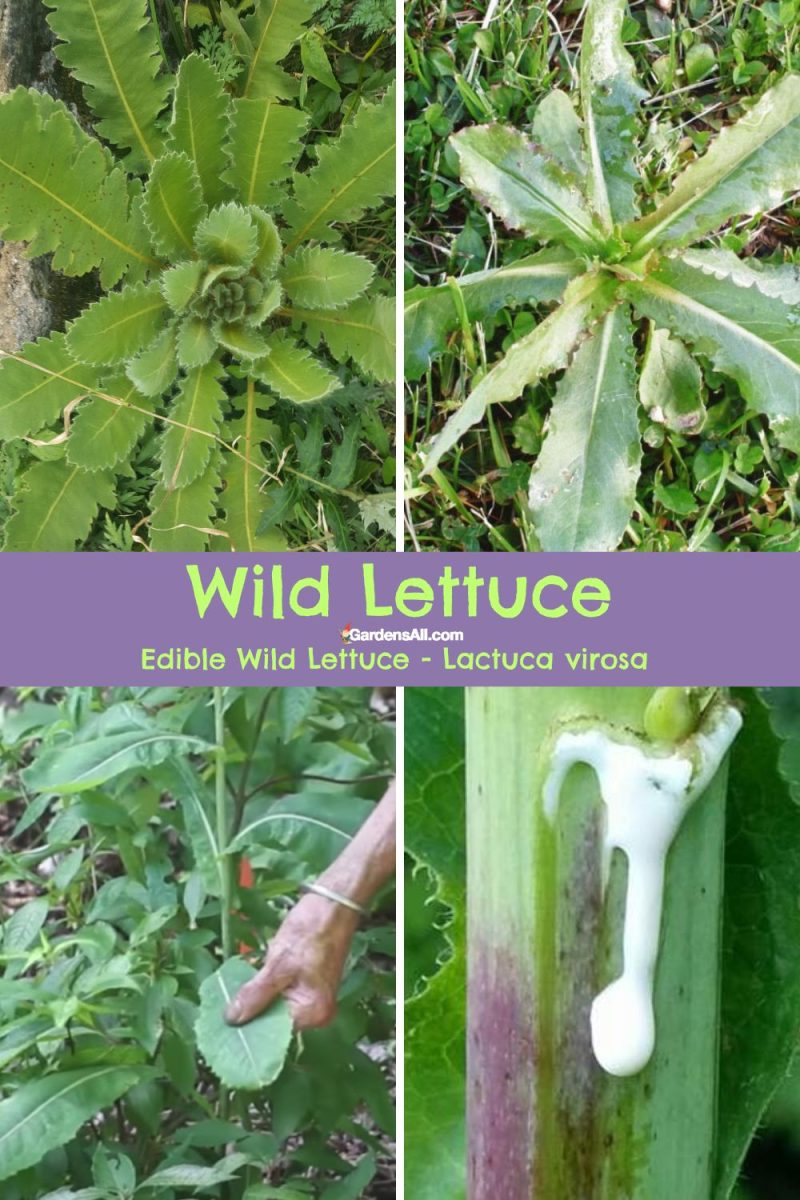 Some Edible Wild Lettuce Plants of North America - GardensAll