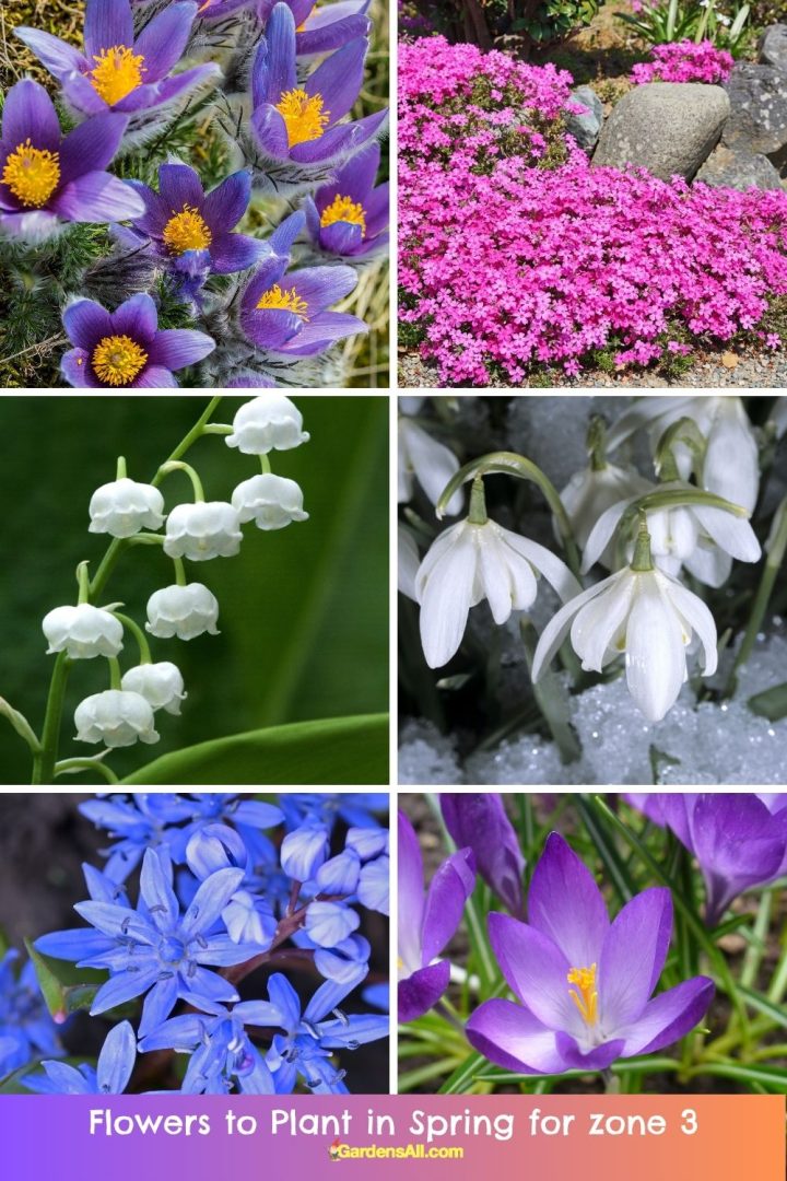 Popular Flowers to Plant in Spring by USDA Hardiness Zone