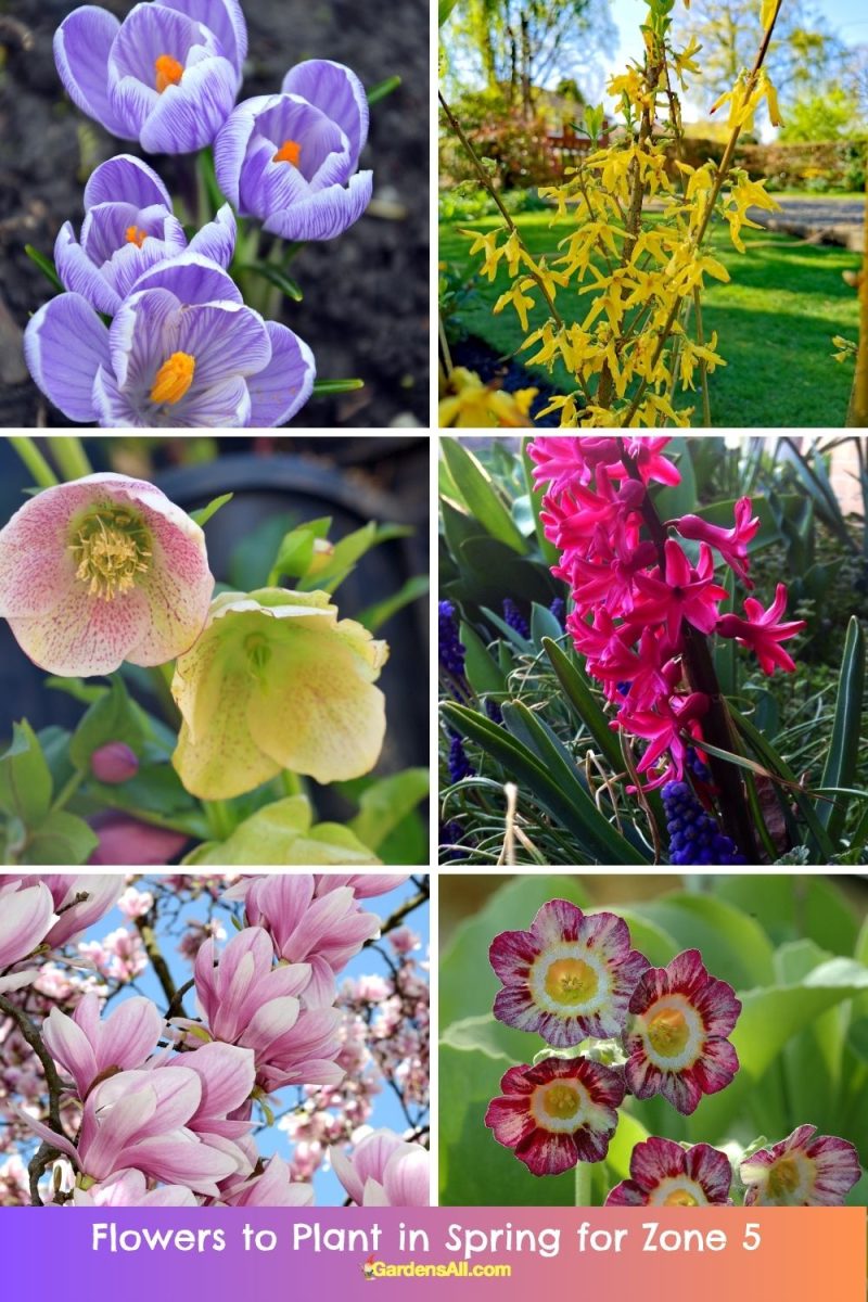Popular Flowers to Plant in Spring by USDA Hardiness Zone