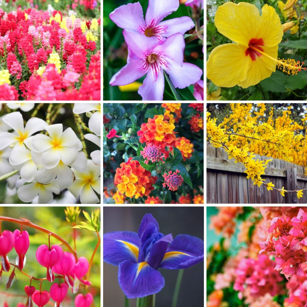 Popular Flowers to Plant in Spring by USDA Hardiness Zone