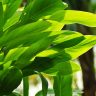 Benefits and Use of Ginger Leaves Good to Know and Grow