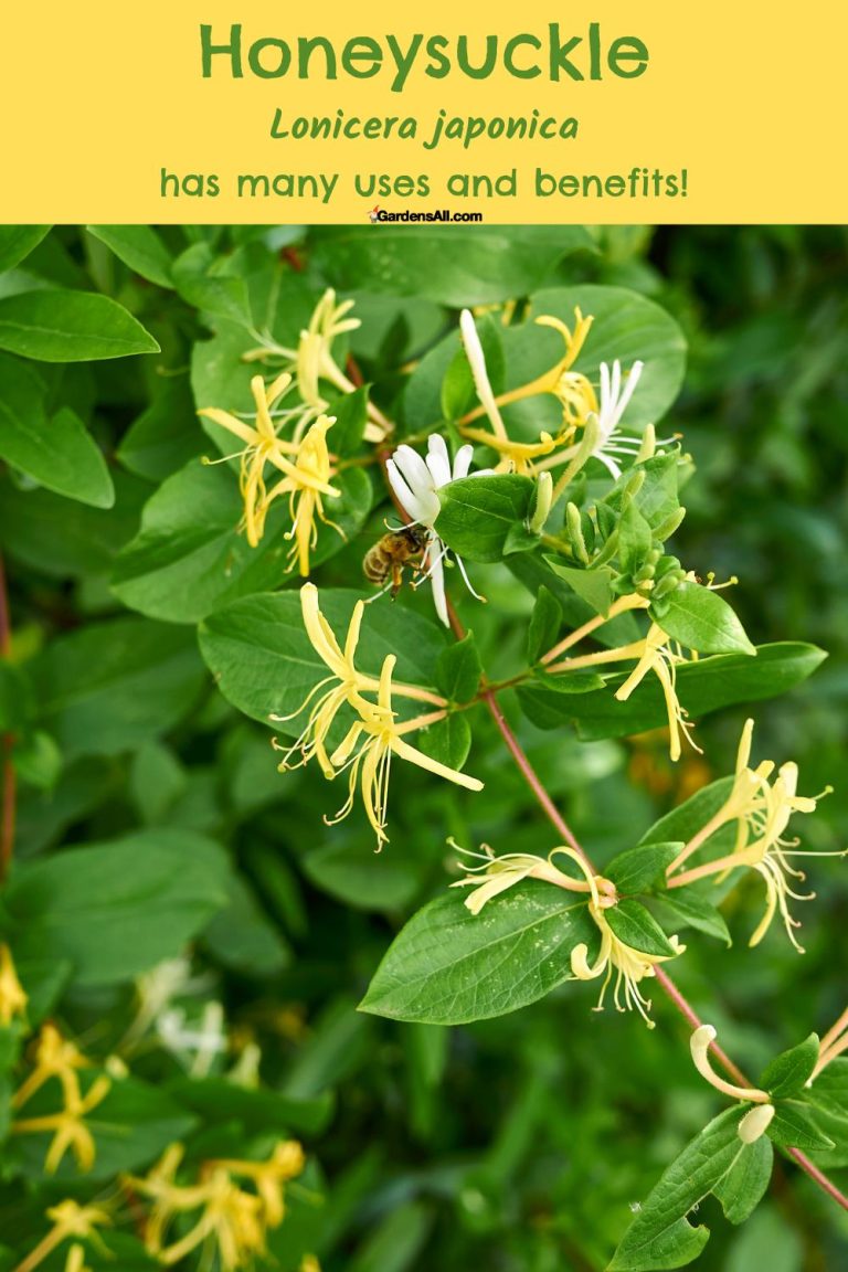 Honeysuckle Benefits & Uses Are More Than Sweet Fragrance and Nectar