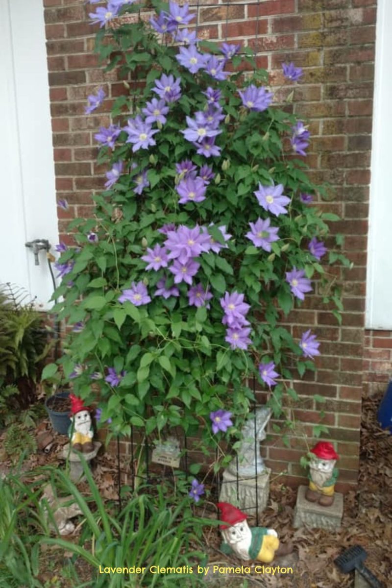 Most Popular Purple Clematis Varieties in North America - GardensAll