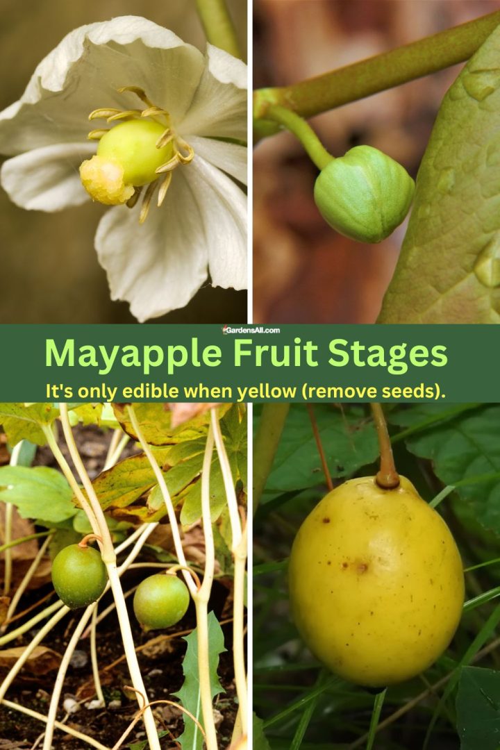 The Mayapple Plant Graces Woodlands in Spring - GardensAll