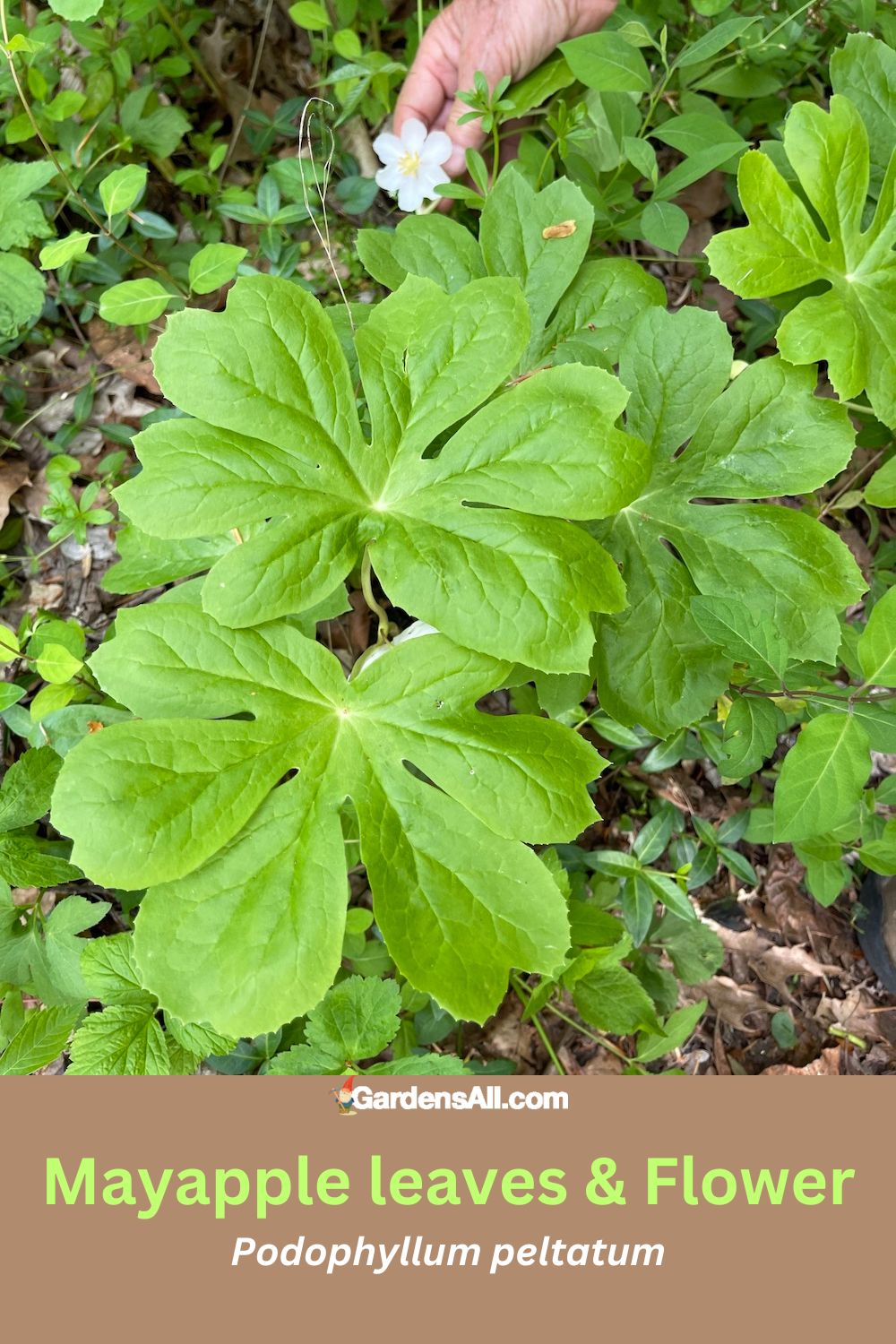 The Mayapple Plant Graces Woodlands in Spring - GardensAll