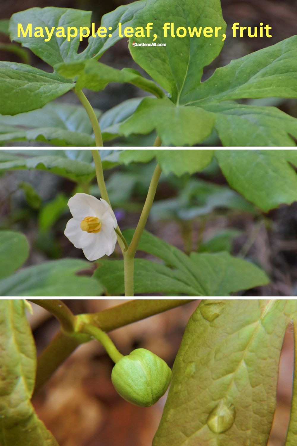 The Mayapple Plant Graces Woodlands in Spring - GardensAll