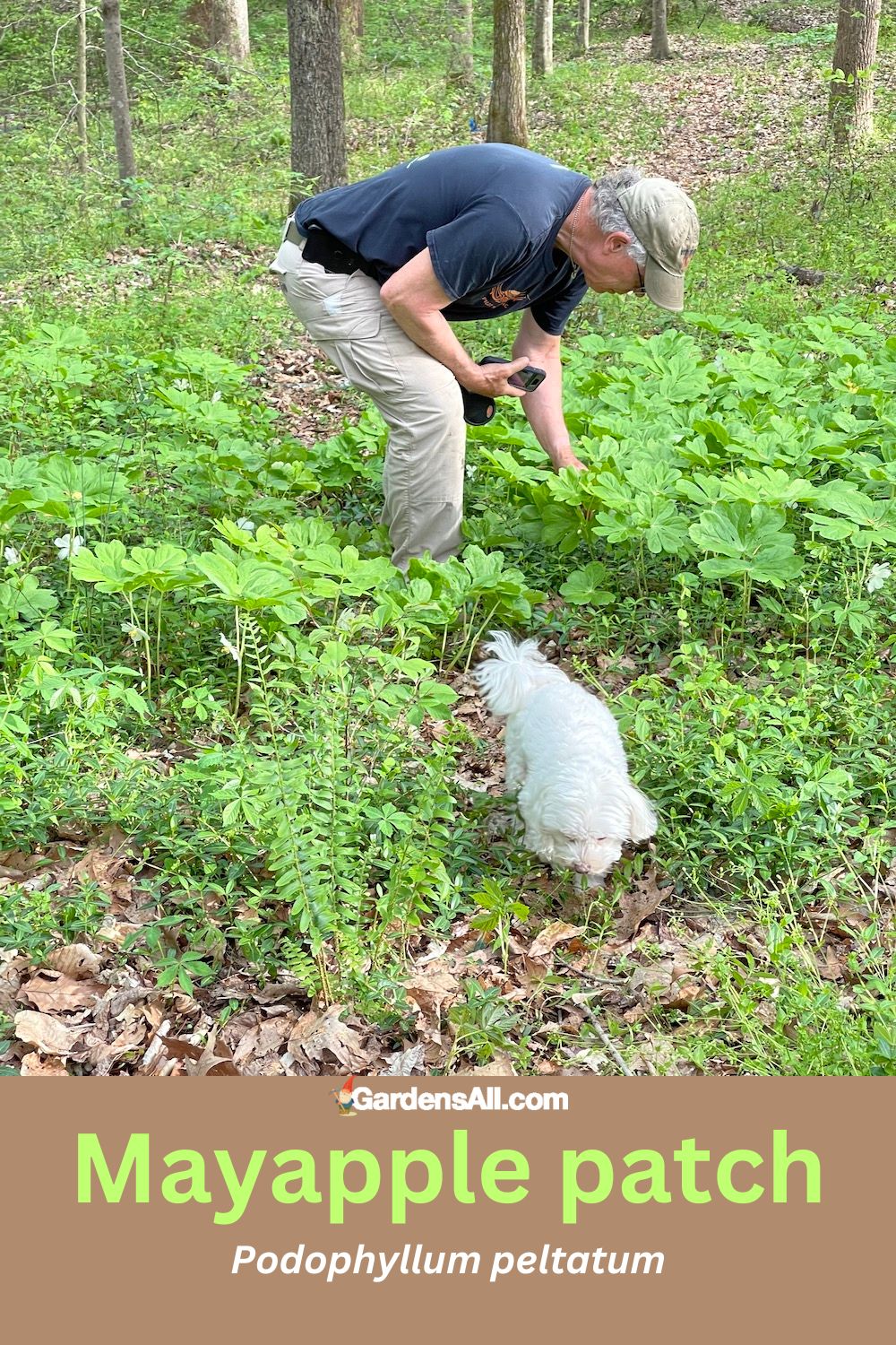 The Mayapple Plant Graces Woodlands in Spring - GardensAll