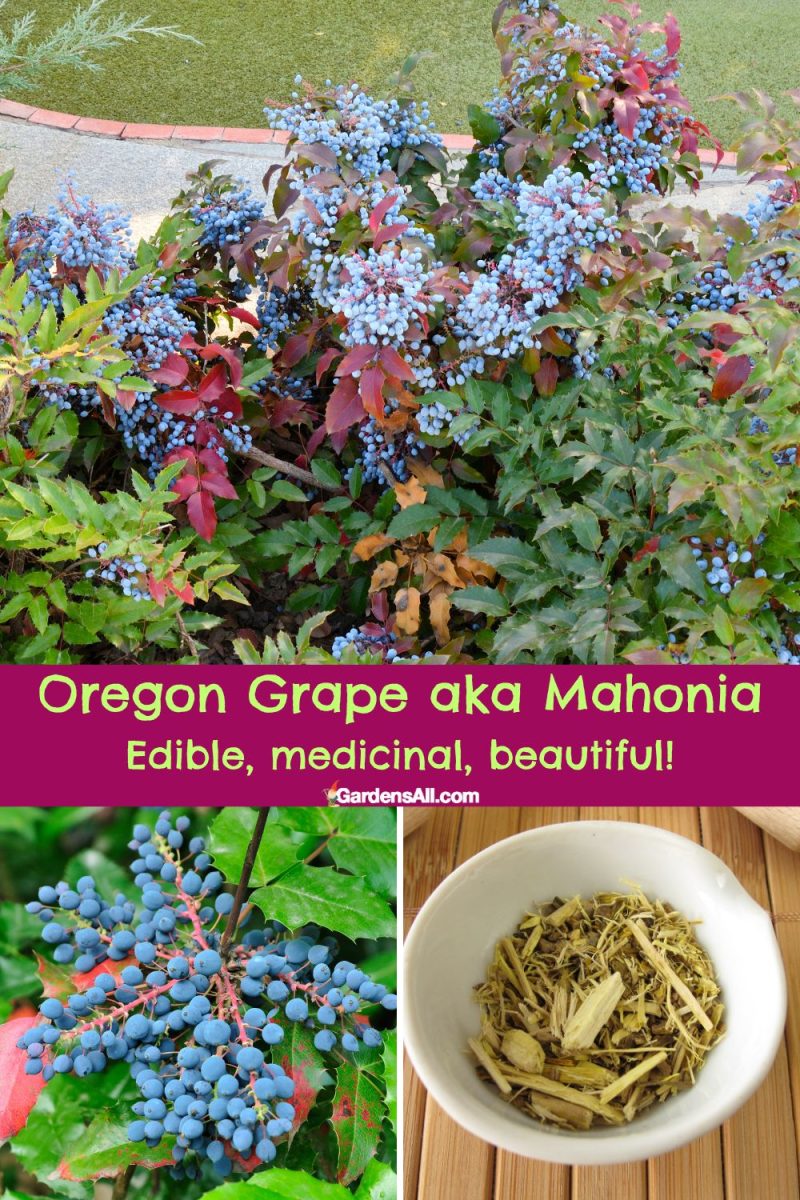 Oregon Grape Benefits for Health and More - GardensAll