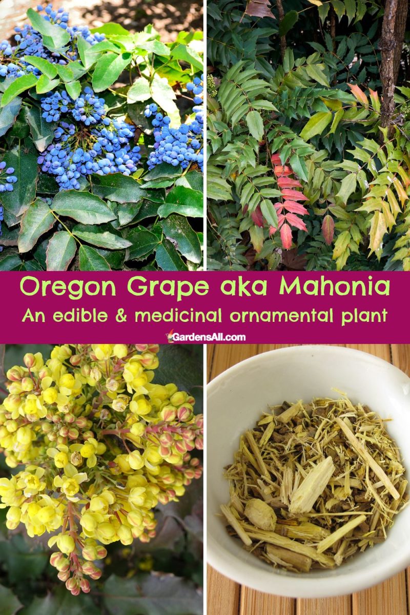 Oregon Grape Benefits for Health and More - GardensAll