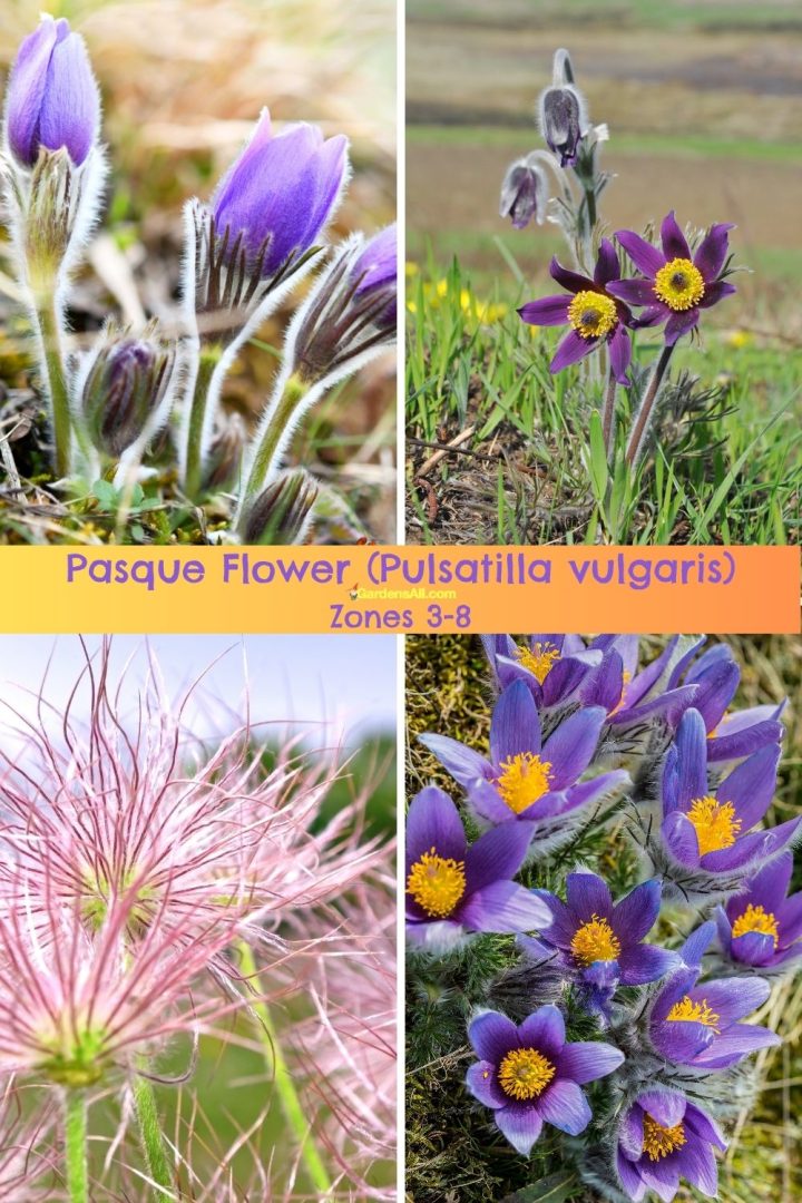 Popular Flowers to Plant in Spring by USDA Hardiness Zone