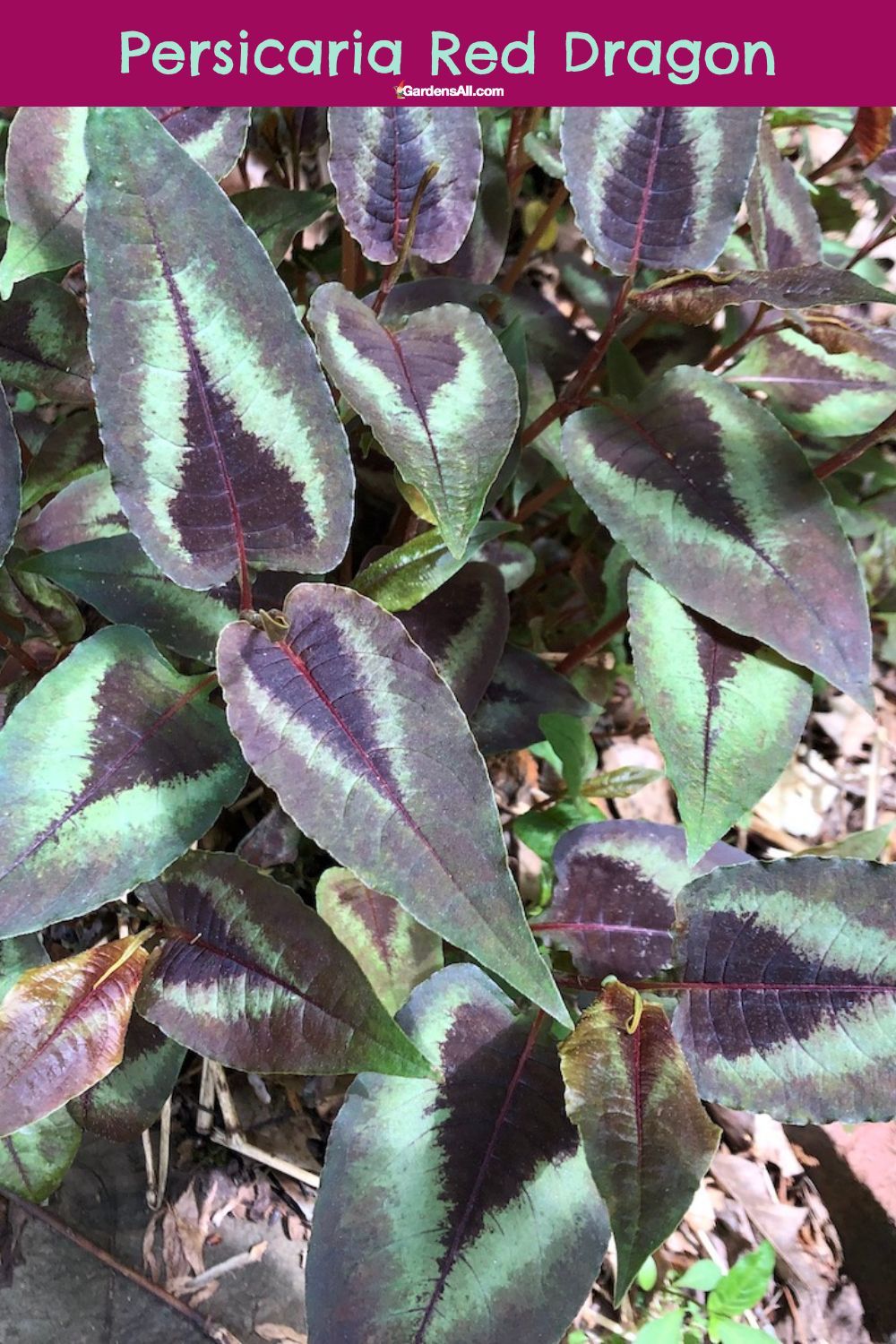 The Persicaria 'Red Dragon' Plant: A Landscape Plant With Hearts ...