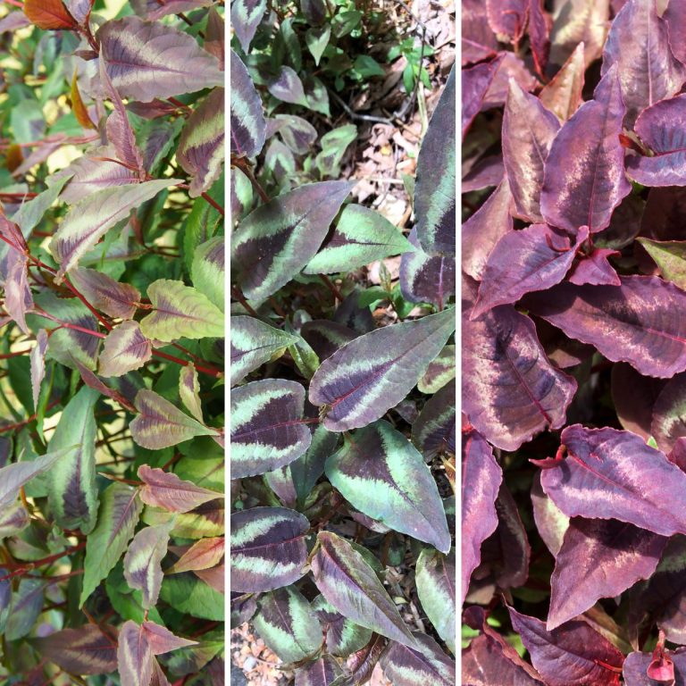 The Persicaria 'Red Dragon' Plant: A Landscape Plant With Hearts ...