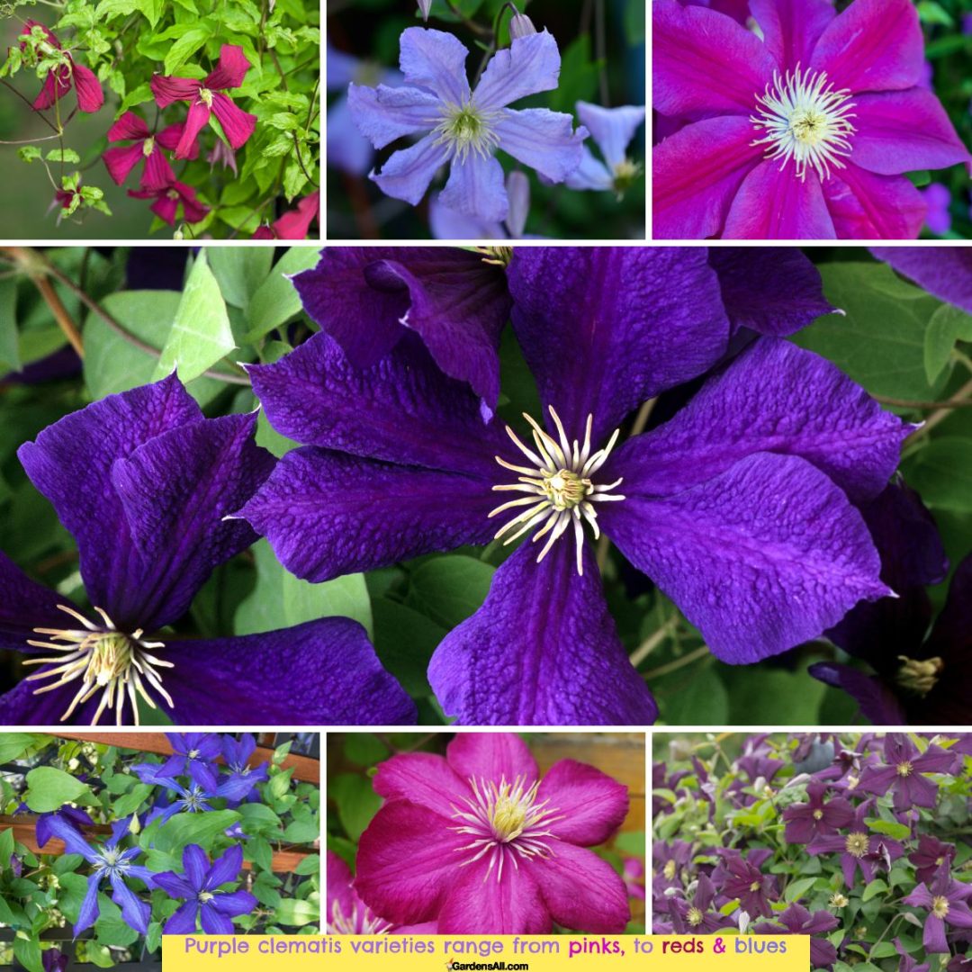 Most Popular Purple Clematis Varieties in North America - GardensAll