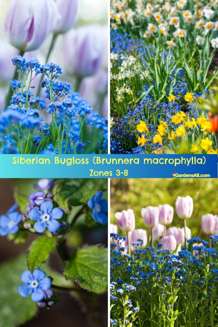 Popular Flowers to Plant in Spring by USDA Hardiness Zone