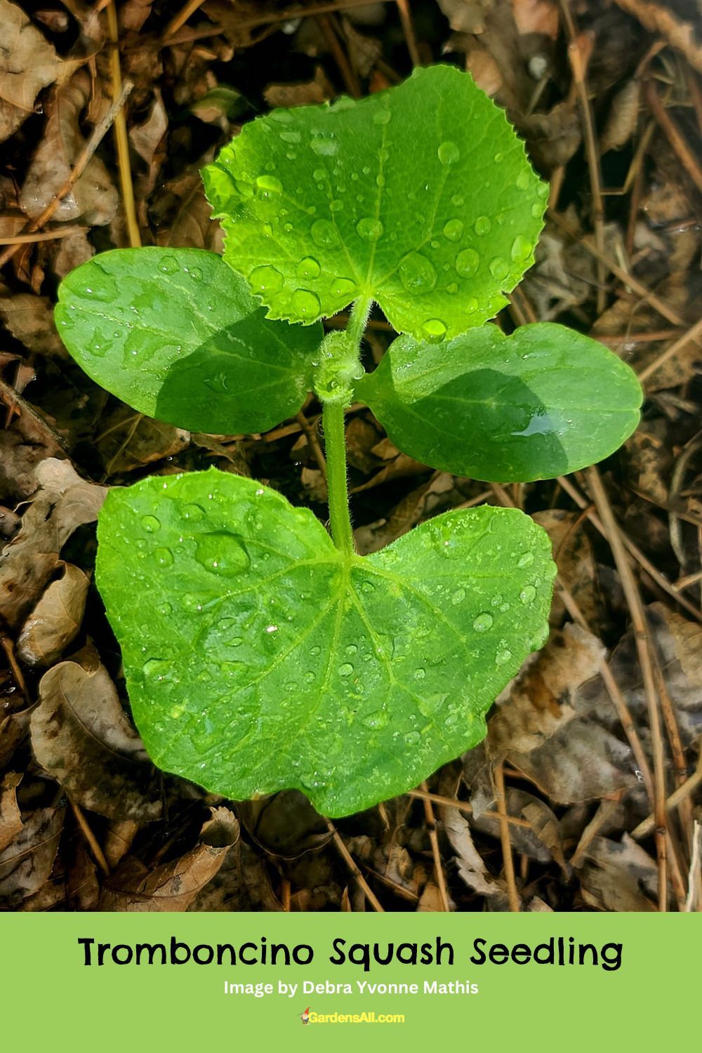 The Tromboncino "Trombone Squash" - Many Reasons to Grow it! - GardensAll