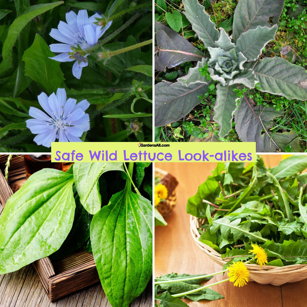 Wild Lettuce Look Alikes That Are Poisonous and Non-Poisonous to Know ...