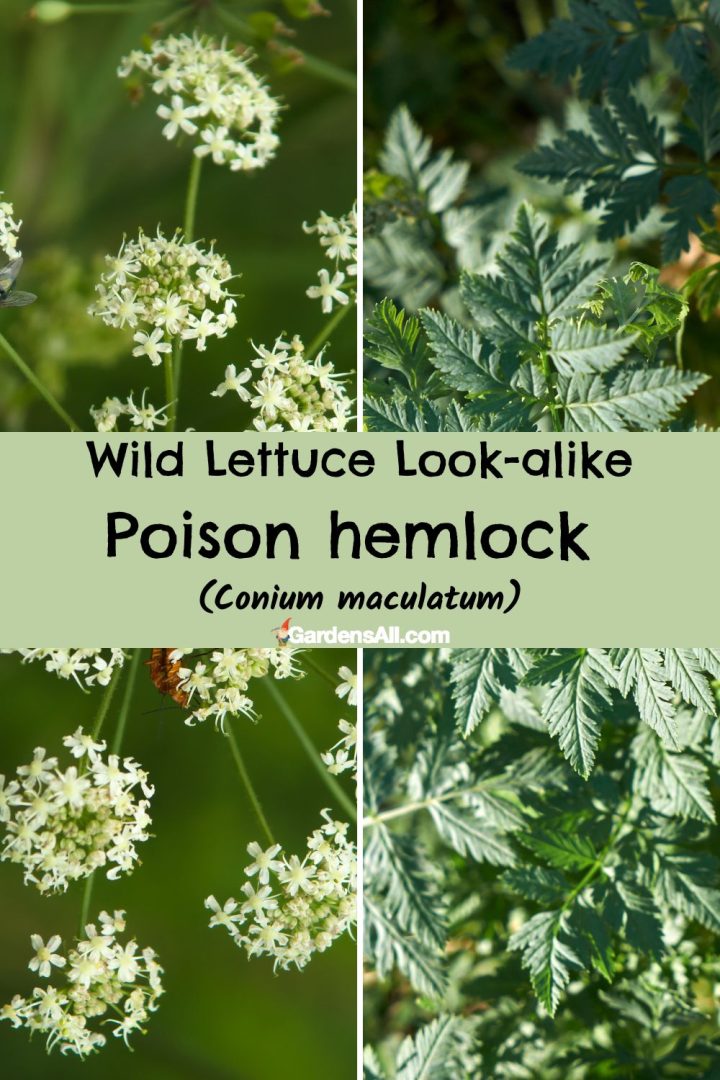 Wild Lettuce Look Alikes That Are Poisonous and Non-Poisonous to Know ...