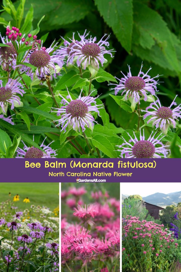 20 Popular North Carolina Native Flowers - GardensAll