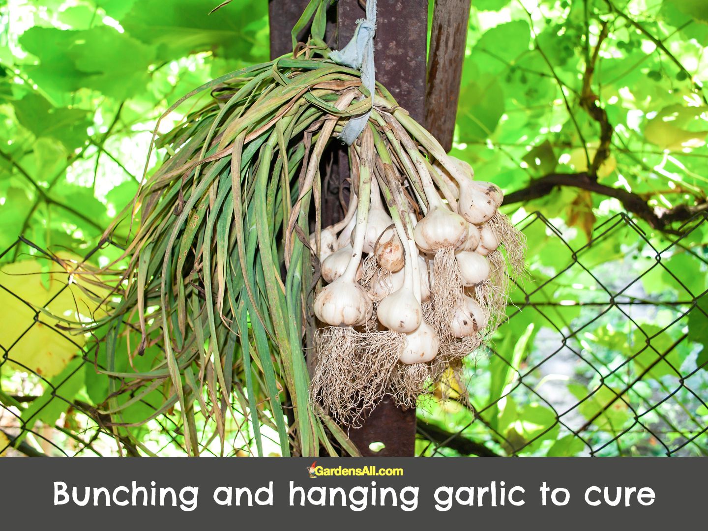 Drying and Curing Garlic After Harvesting - More Than One Way - GardensAll