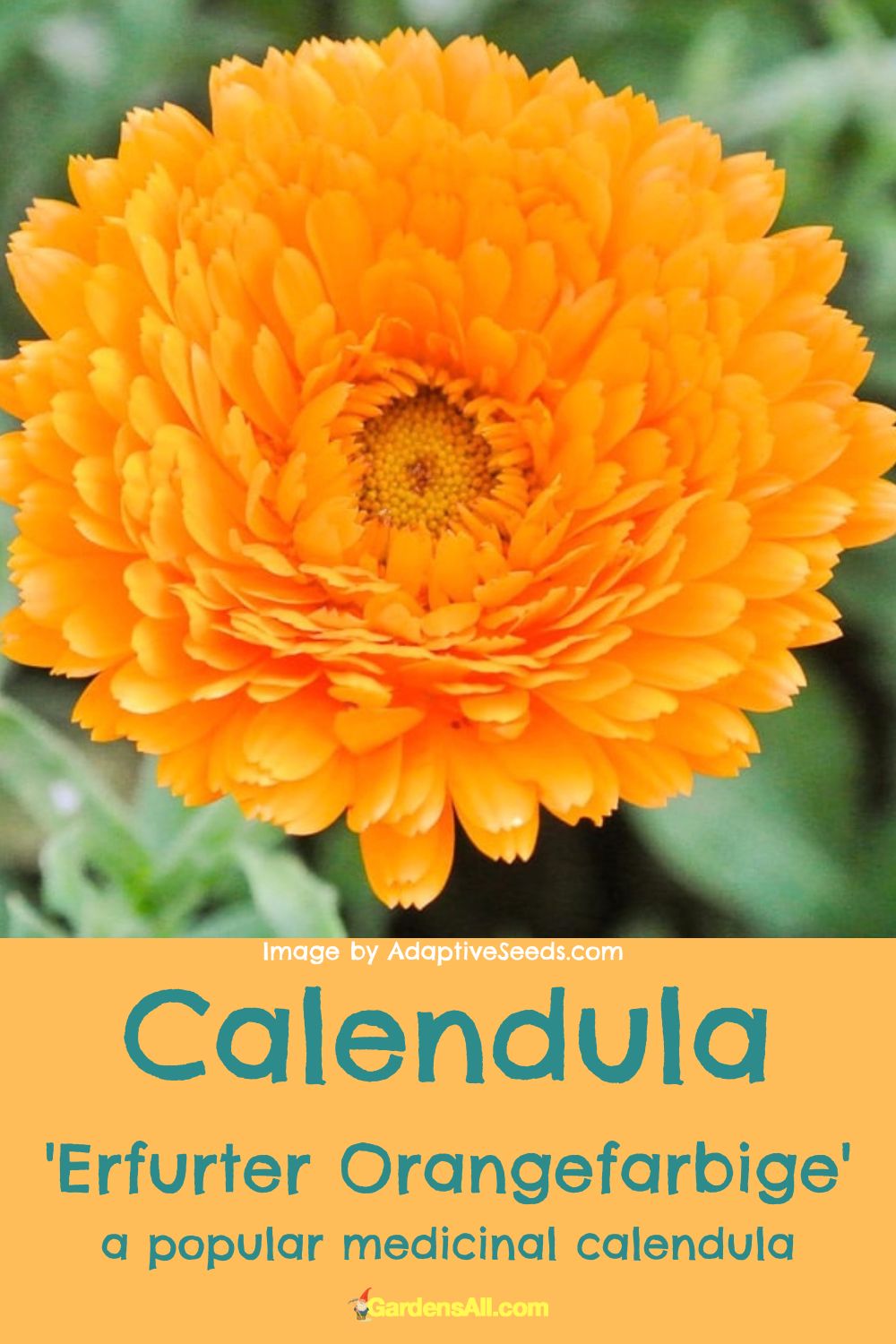 Which Are the Best Medicinal Calendula Plants? - GardensAll