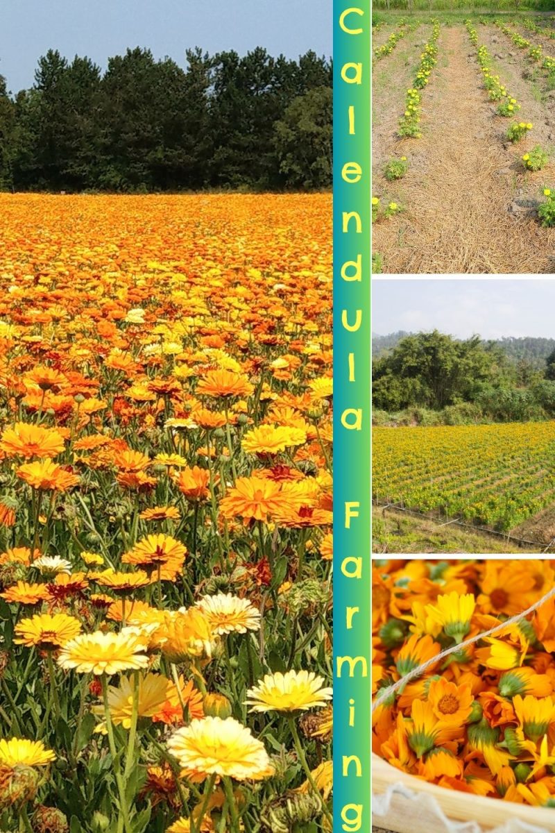 Calendula Farming for Tapping Profits from Petals - GardensAll
