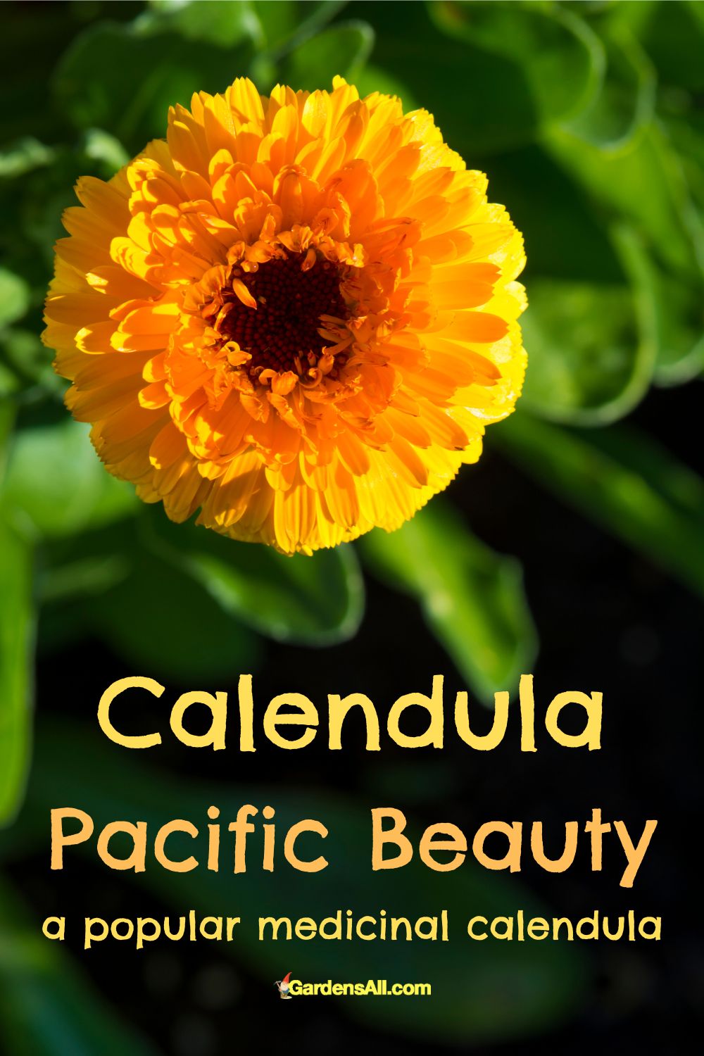 Which Are the Best Medicinal Calendula Plants? - GardensAll