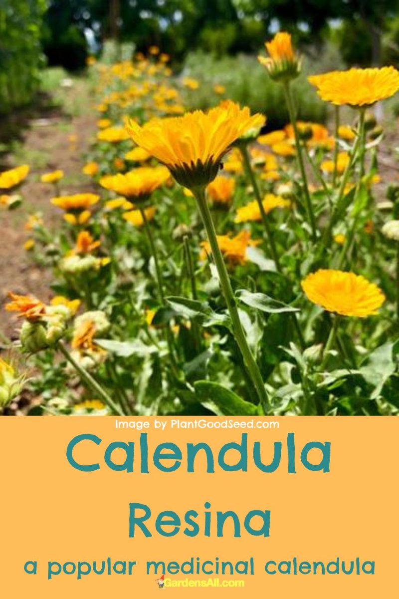 Which Are the Best Medicinal Calendula Plants? - GardensAll