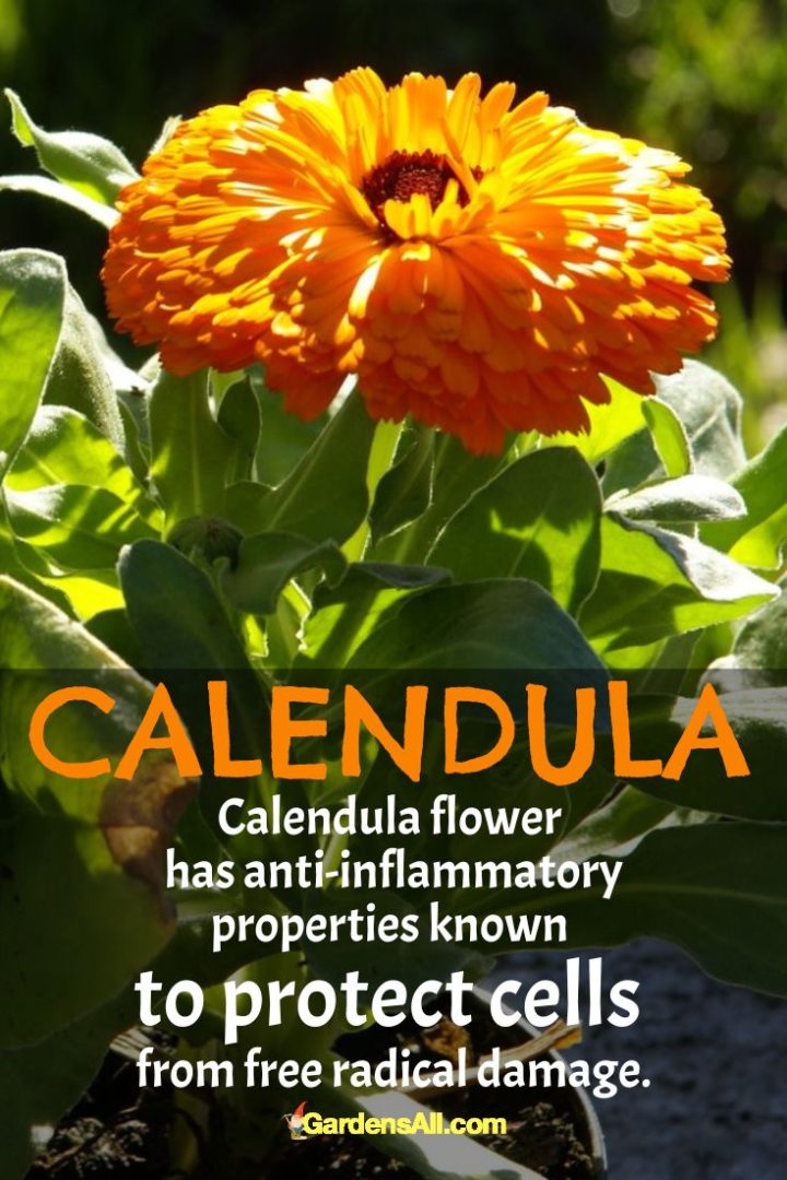 Calendula Benefits and Uses - New and Old - GardensAll - REMEDIES