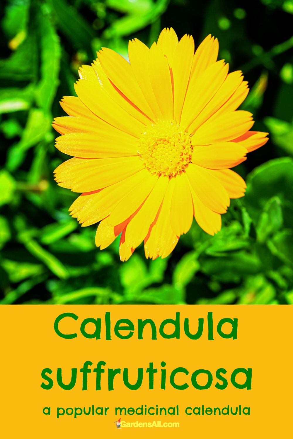 Which Are the Best Medicinal Calendula Plants? - GardensAll