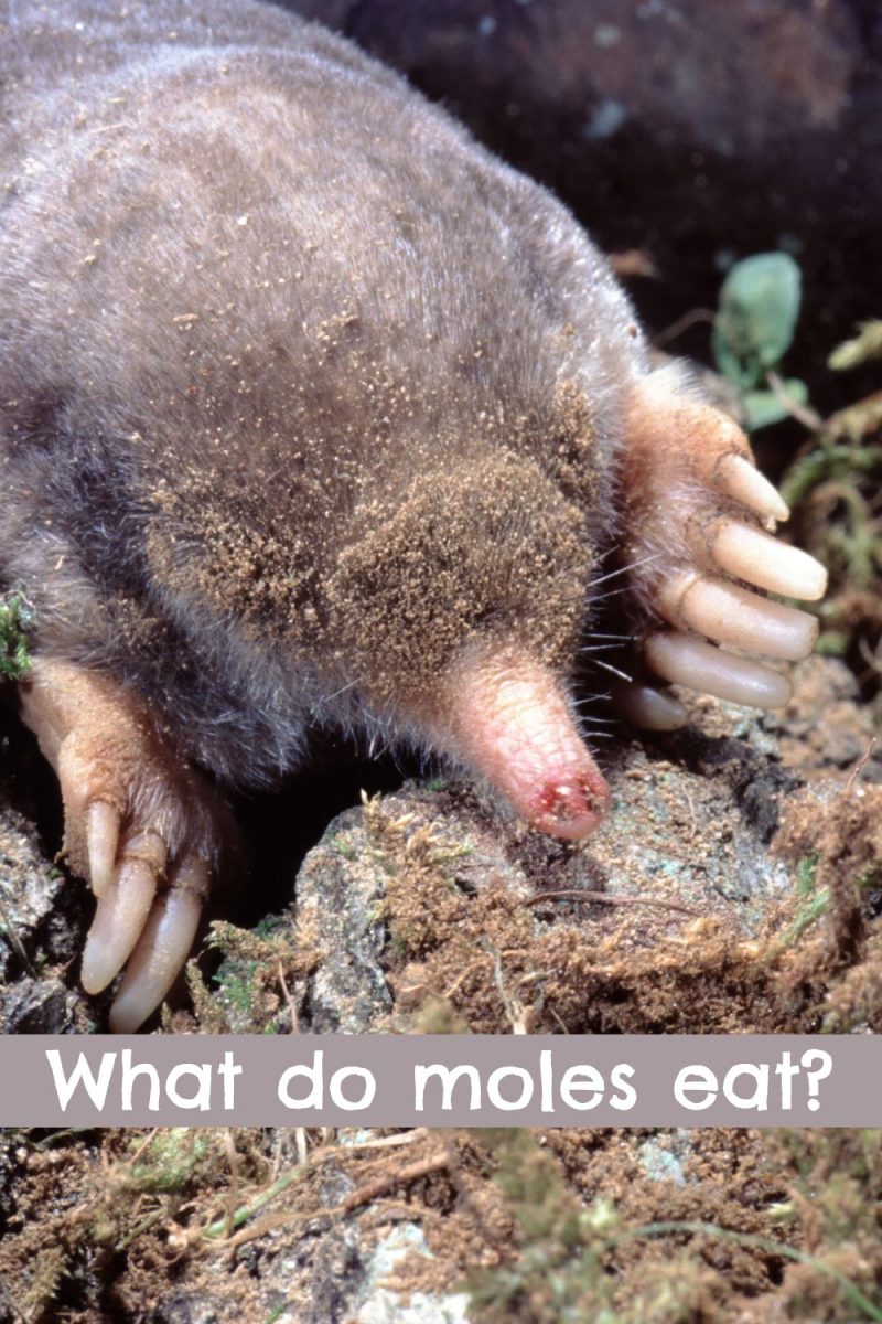 What Do Moles Eat in the Yard and Garden? - GardensAll