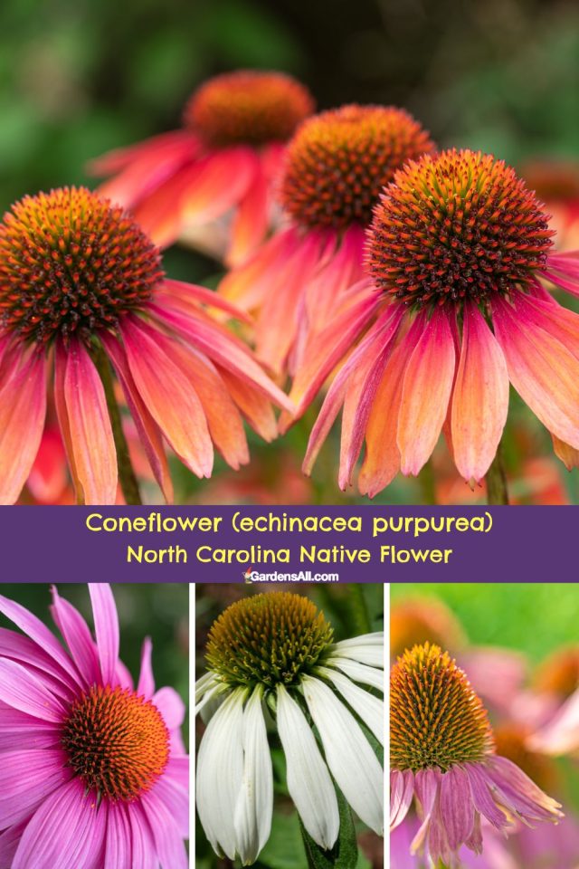 20 Popular North Carolina Native Flowers - GardensAll