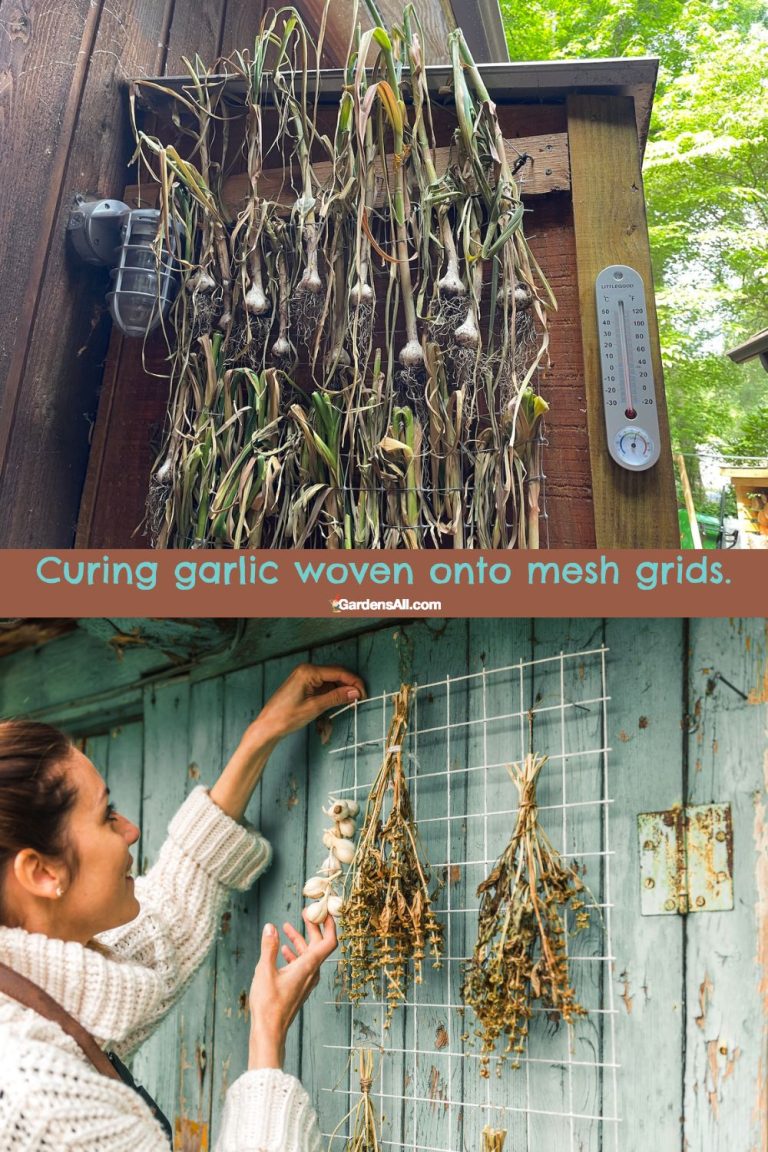 Drying and Curing Garlic After Harvesting - More Than One Way - GardensAll