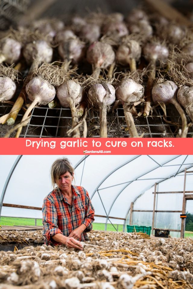 Drying and Curing Garlic After Harvesting - More Than One Way - GardensAll