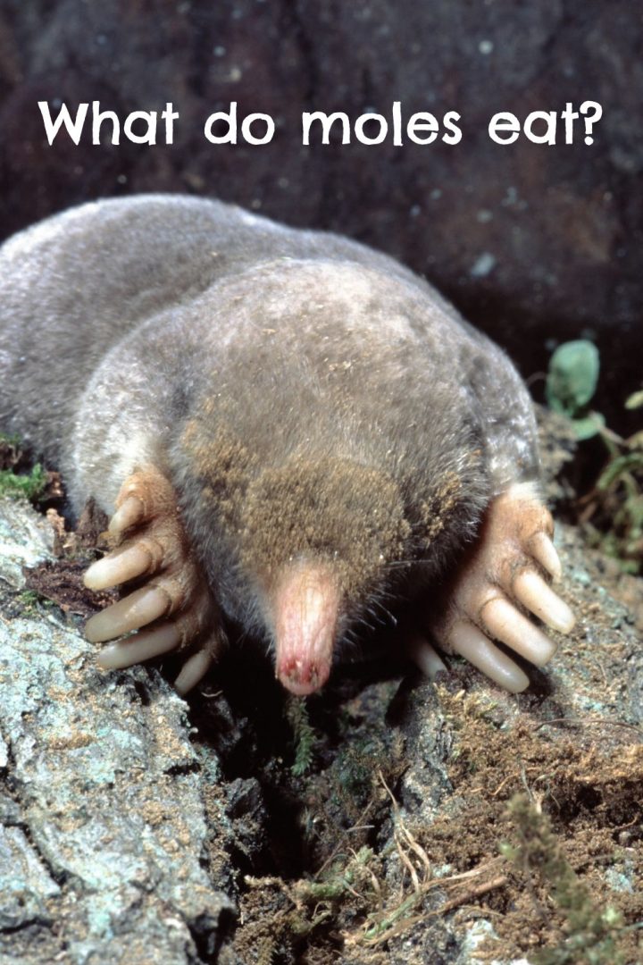 What Do Moles Eat in the Yard and Garden? - GardensAll