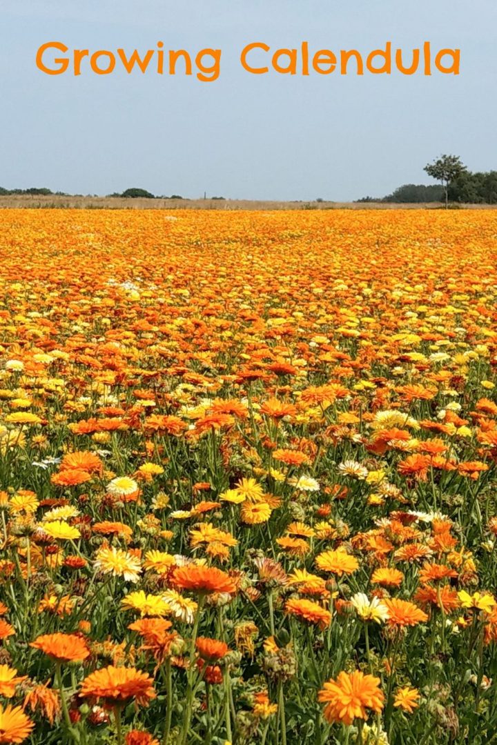 Growing Calendula: A Comprehensive Guide on How to by Hardiness Zone ...