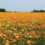 Growing Calendula: A Comprehensive Guide on How to by Hardiness Zone ...