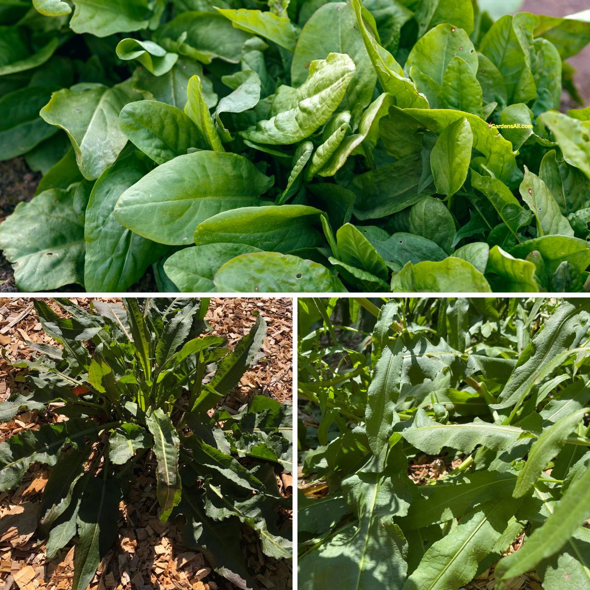 Sorrel Benefits: A Deep Dive Into Proven and Ethnobotanical Uses