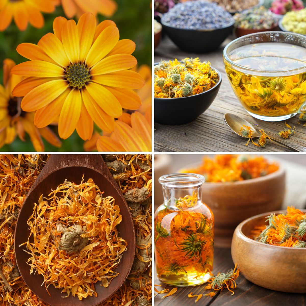 Which Are the Best Medicinal Calendula Plants? - GardensAll