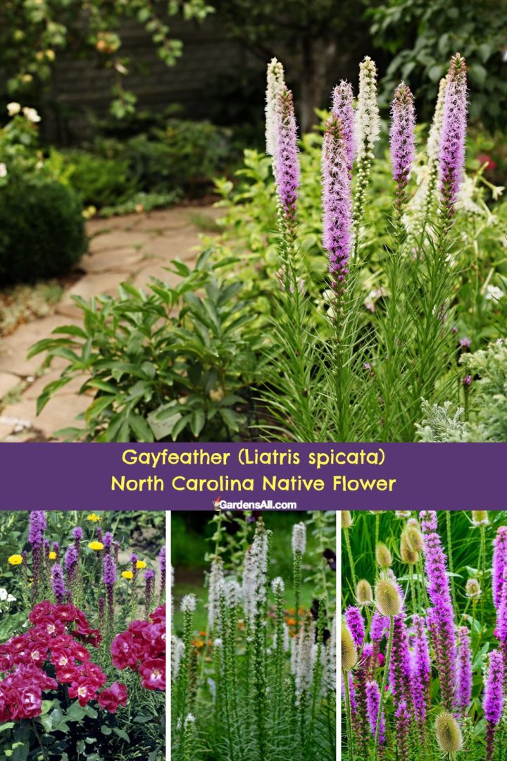 20 Popular North Carolina Native Flowers - GardensAll