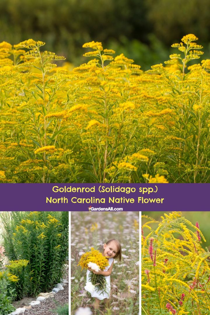 20 Popular North Carolina Native Flowers - GardensAll