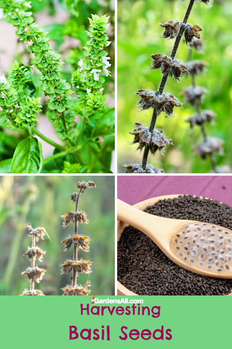 When and How to Harvest Basil Seed