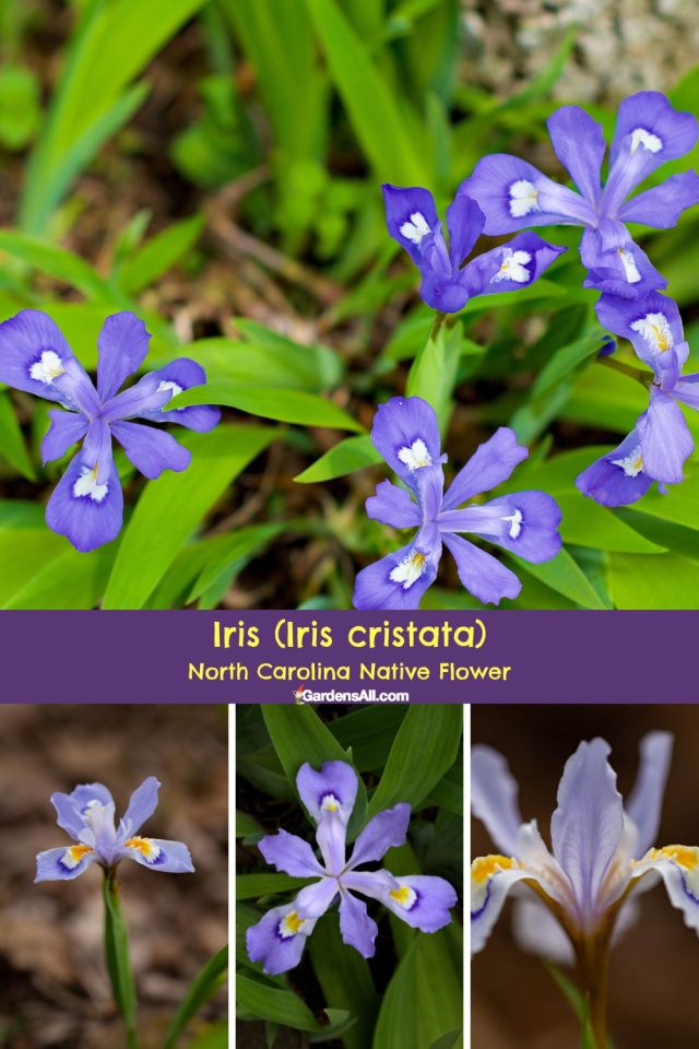 20 Popular North Carolina Native Flowers - GardensAll