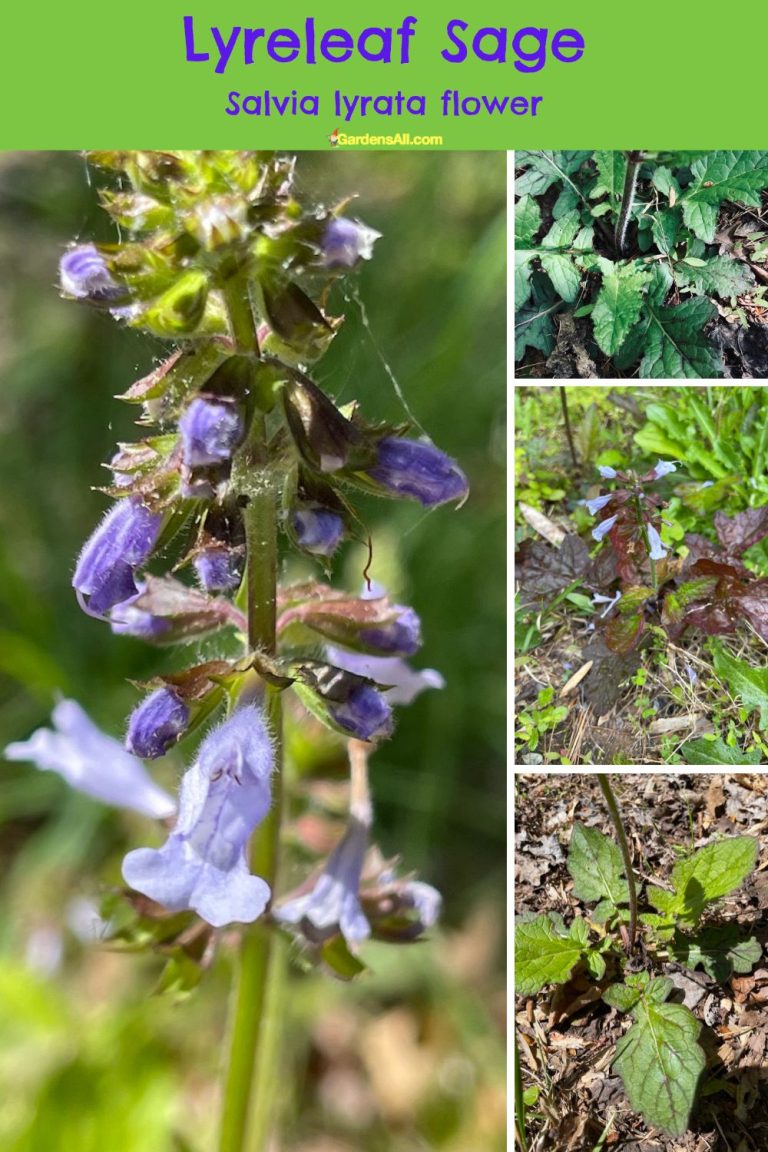 Lyreleaf Sage - an Ornamental, Edible Plant With Ethnobotanical Uses ...