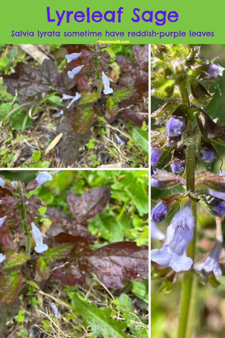 Lyreleaf Sage - an Ornamental, Edible Plant With Ethnobotanical Uses ...