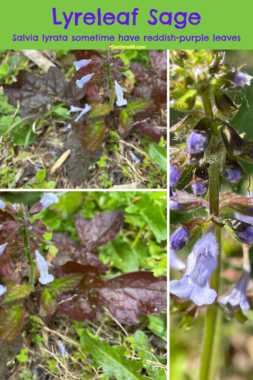 Lyreleaf Sage - an Ornamental, Edible Plant With Ethnobotanical Uses ...