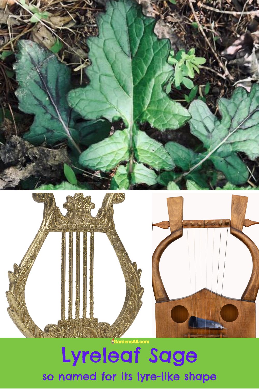 Lyreleaf Sage - an Ornamental, Edible Plant With Ethnobotanical Uses ...